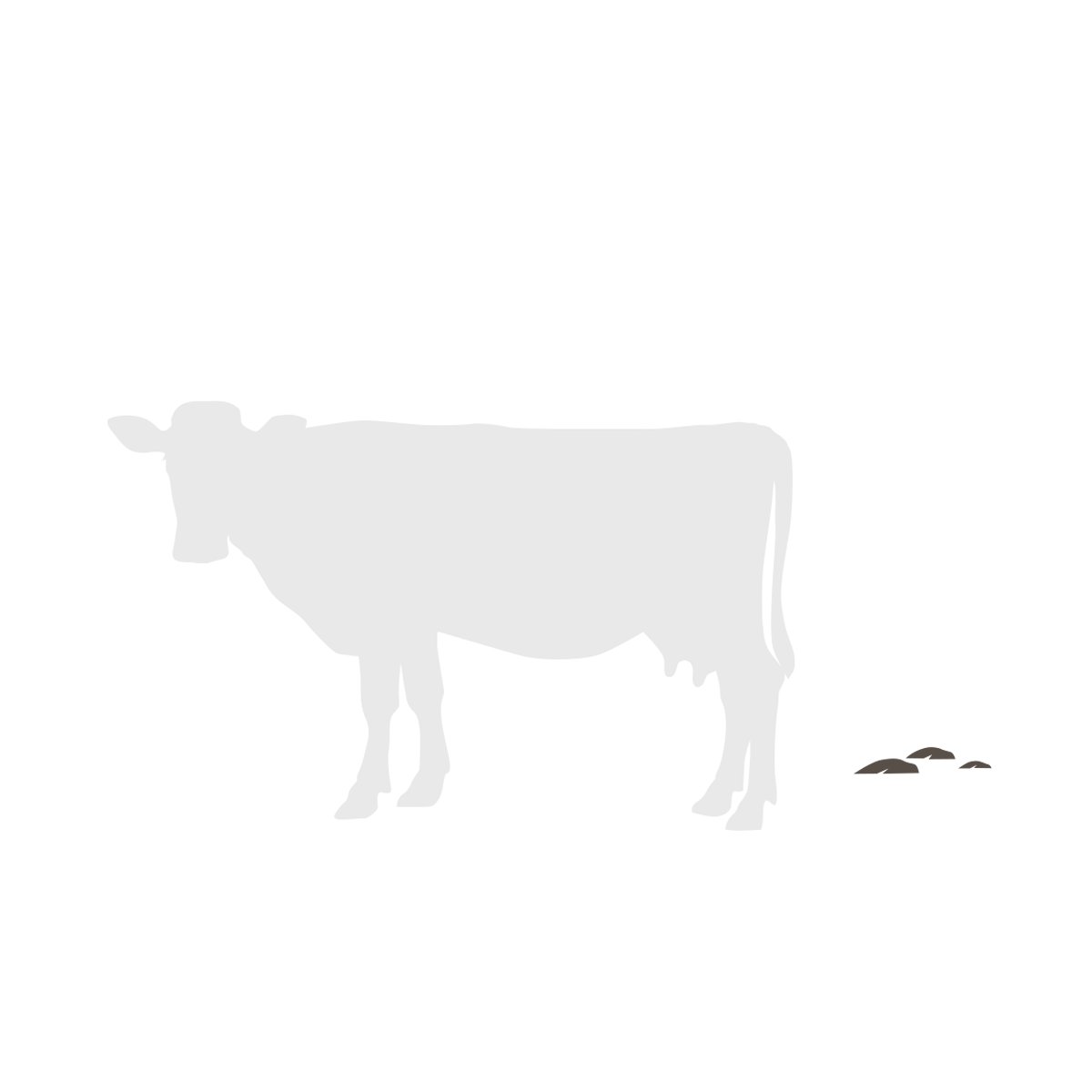 Ecofriendly Products Made From Cow Poo – POOPOOPAPER™